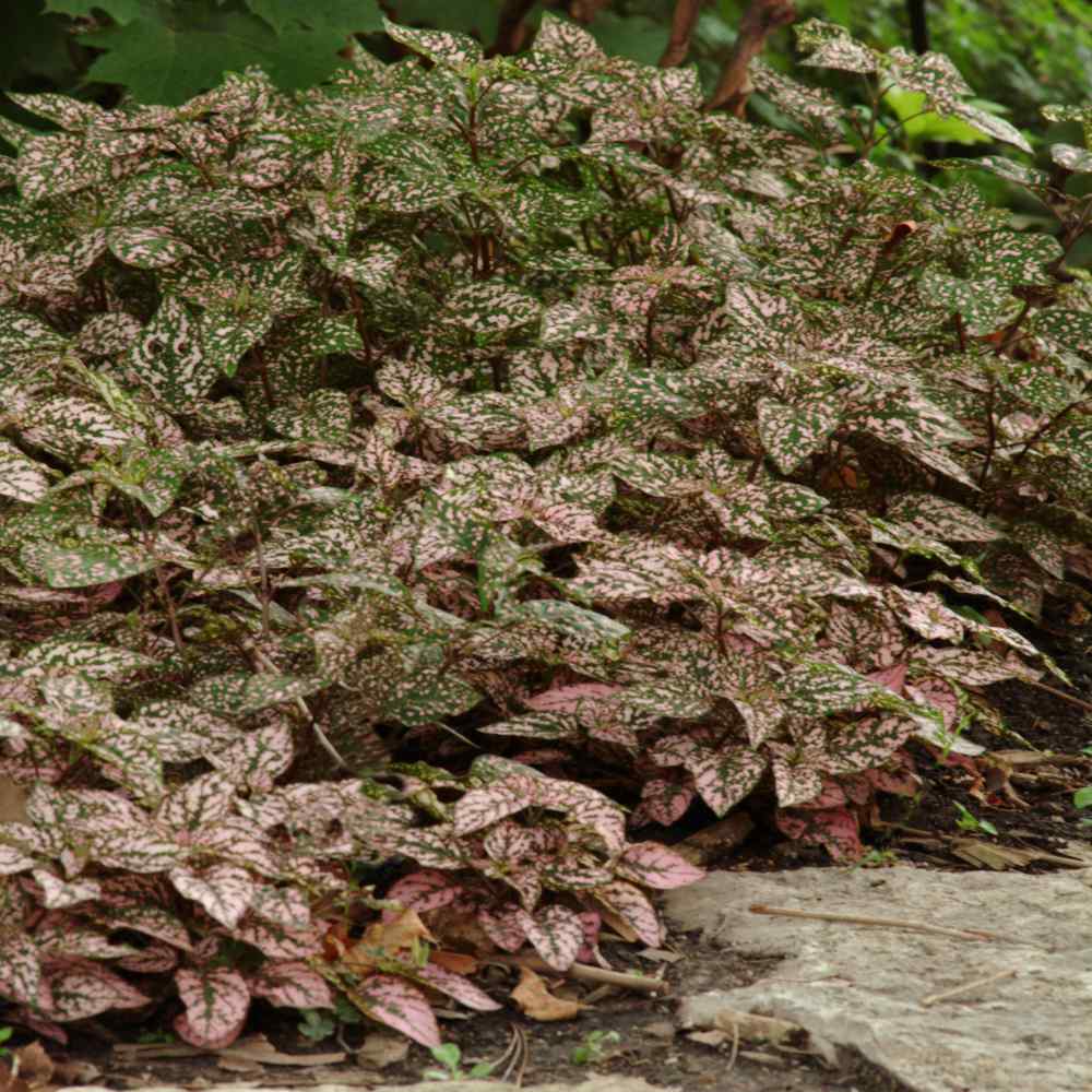 Pink Polka Dot Plant - Hypoestes Pink Seeds