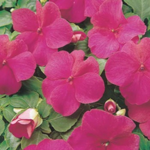 Impatiens Seeds - Dwarf Impatiens Flower Seed