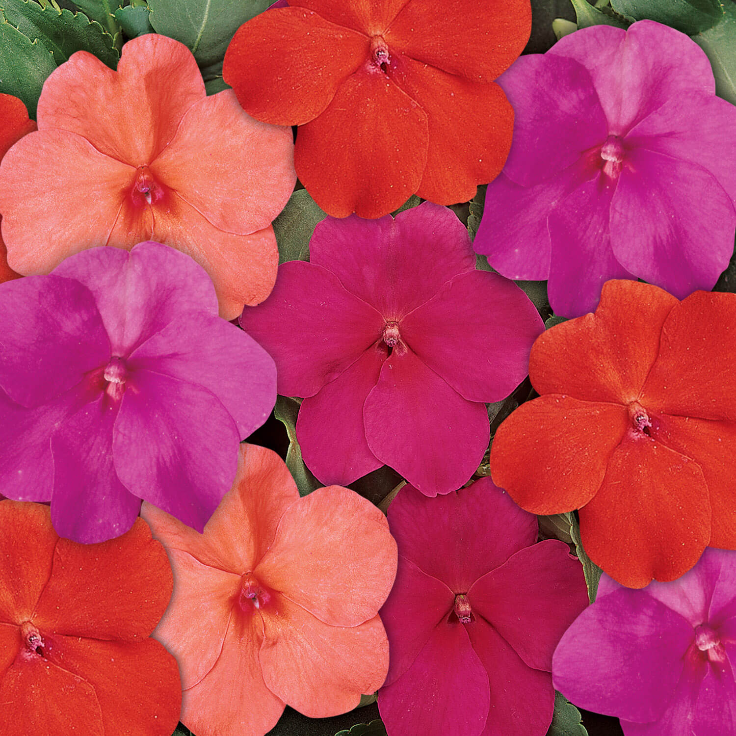 Impatiens Walleriani Dazzler Voodoo Flower Seed Mix