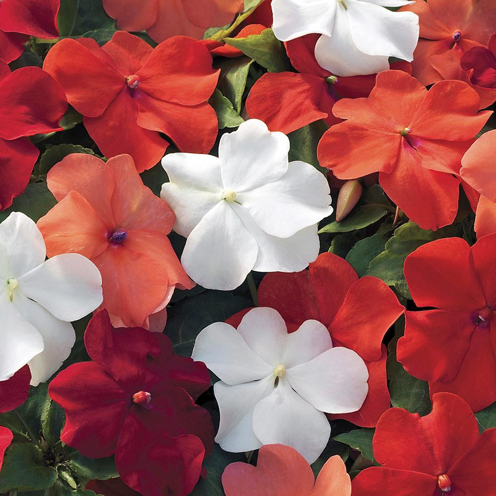 Impatiens Walleriani Imara XDR Hot Garden Flower Seed Mix