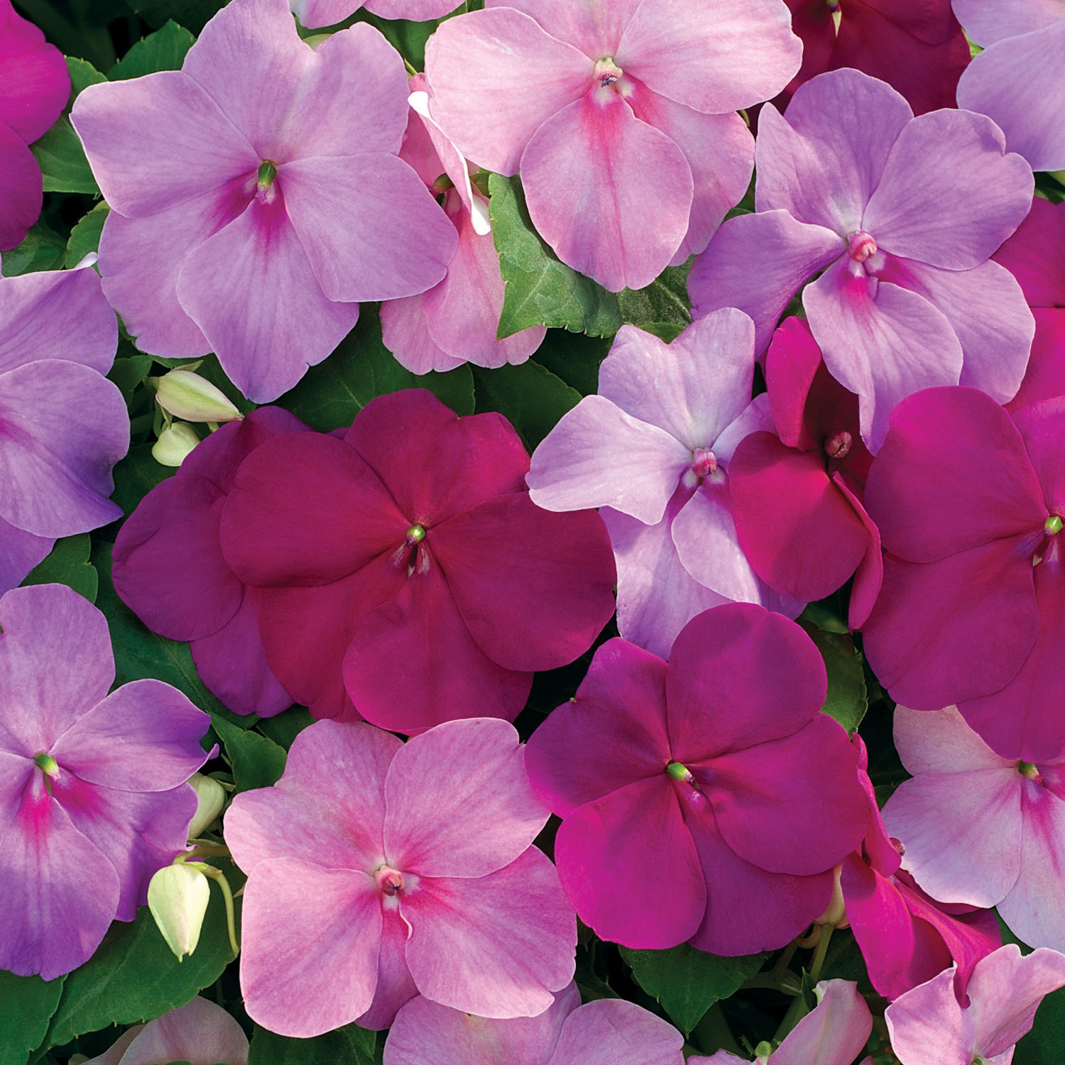 Impatiens Walleriana Xtreme Sapphire Garden Flower Plant Seed Mix