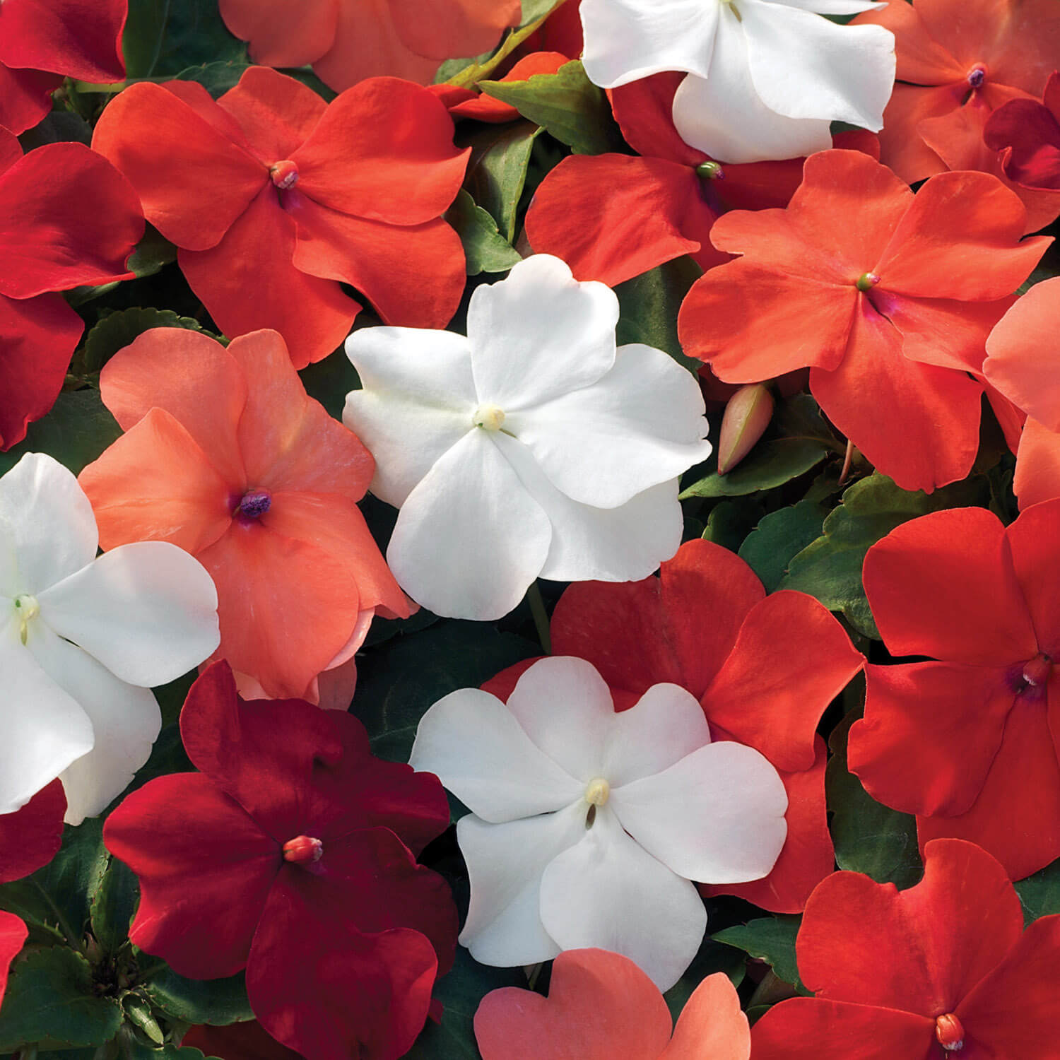 Impatiens Walleriani Xtreme Shady Garden Flower Hot Mix
