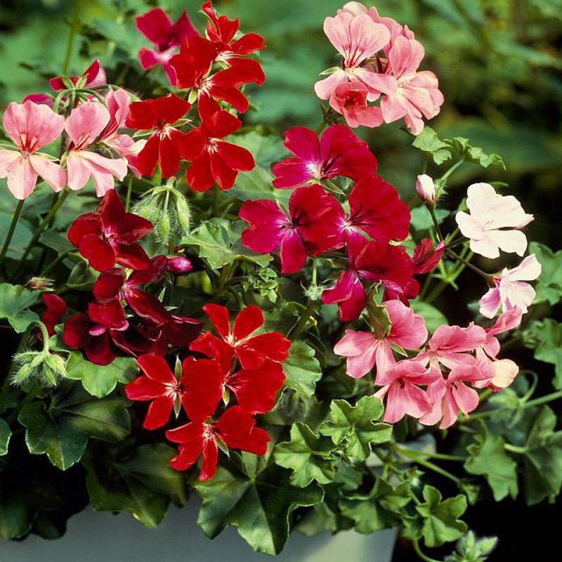 Flower Seed - Ivy Leaf Geranium Seeds Mix