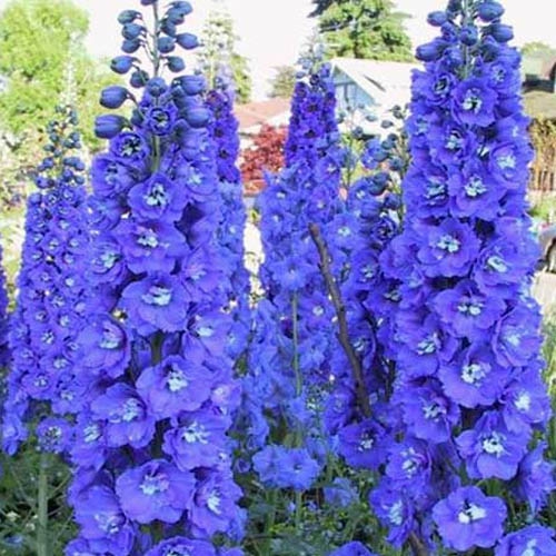 Delphinium Seed - Delphinium Cultorum King Arthur Flower Seeds
