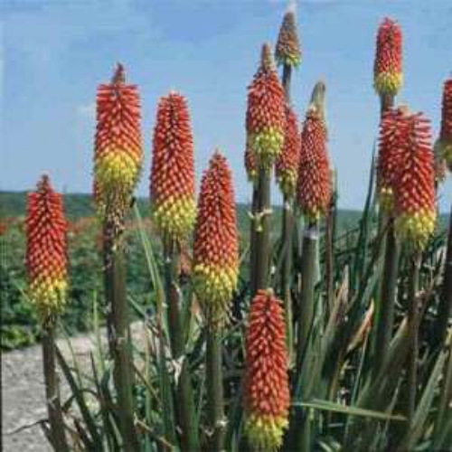 Red Hot Poker Seeds - Kniphofia Caulescens Flower Seed