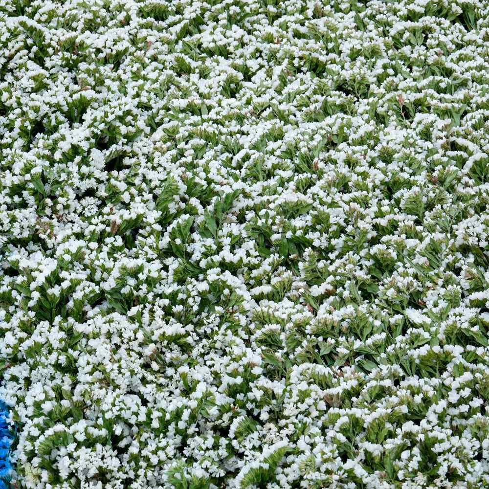 Statice White Limonium Garden Flower Plant Seed With Drought Tolerance