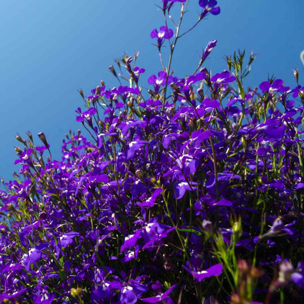 Lobelia Seeds - Mrs Clibran Lobelia Ground Cover Seed
