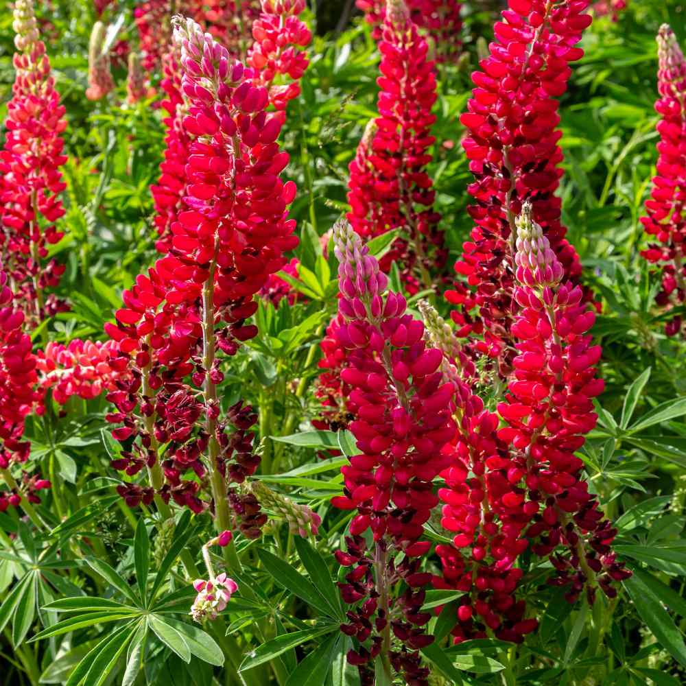 Lupine Seeds - Lupinus Polyphyllus My Castle Flower Seed