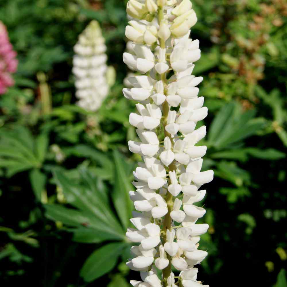 Lupine Seed - Lupinus Polyphyllus Noble Maiden Flower Seeds