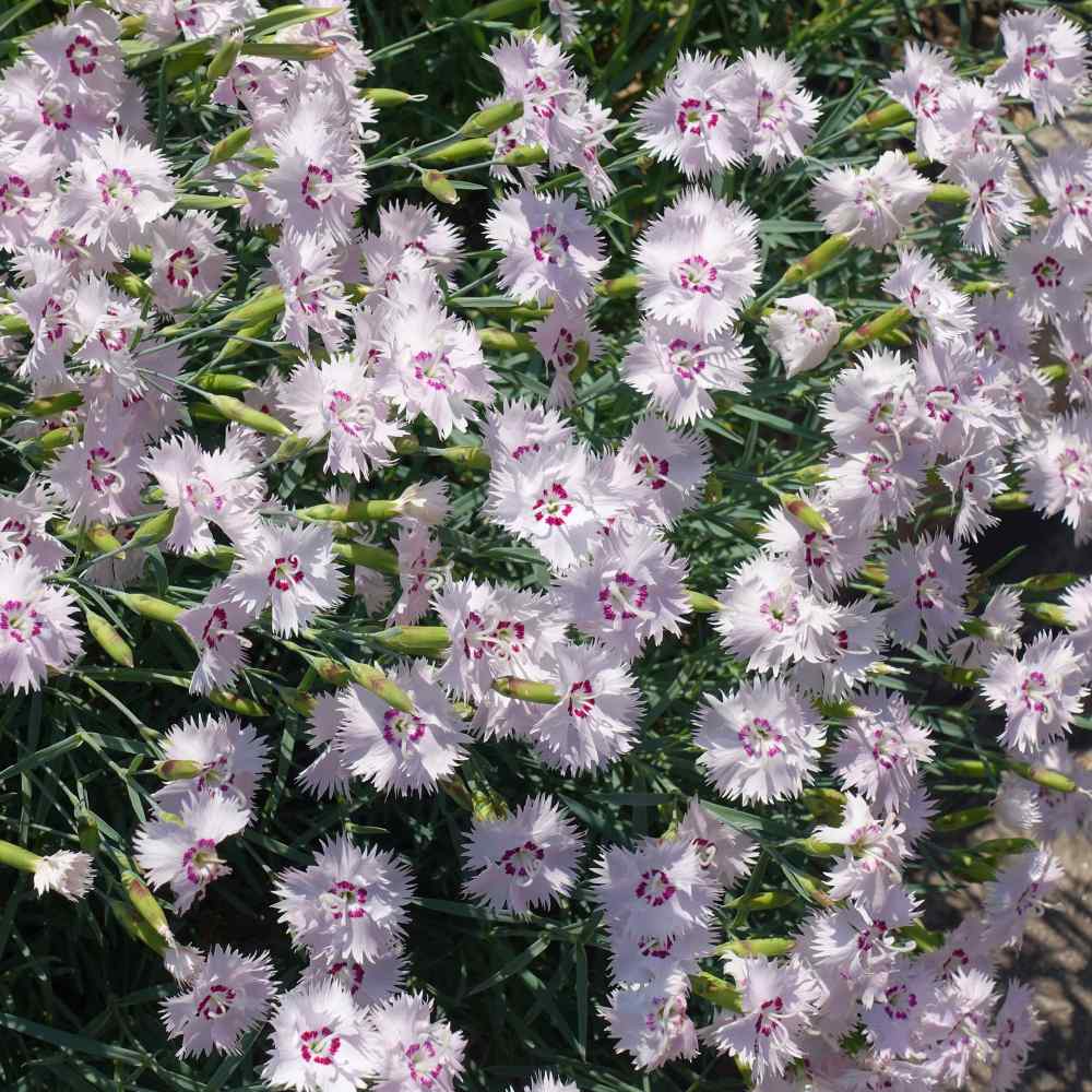 Dianthus Deltoides White Maiden Pink Heat & Drought Resistant Flower Seeds