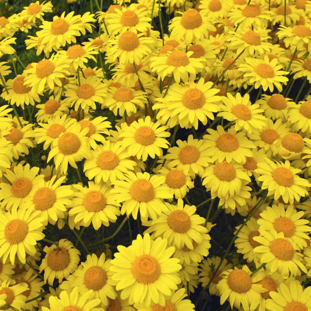 Golden Marguerite Daisy Seed - Anthemis Tinctoria Flower Seeds