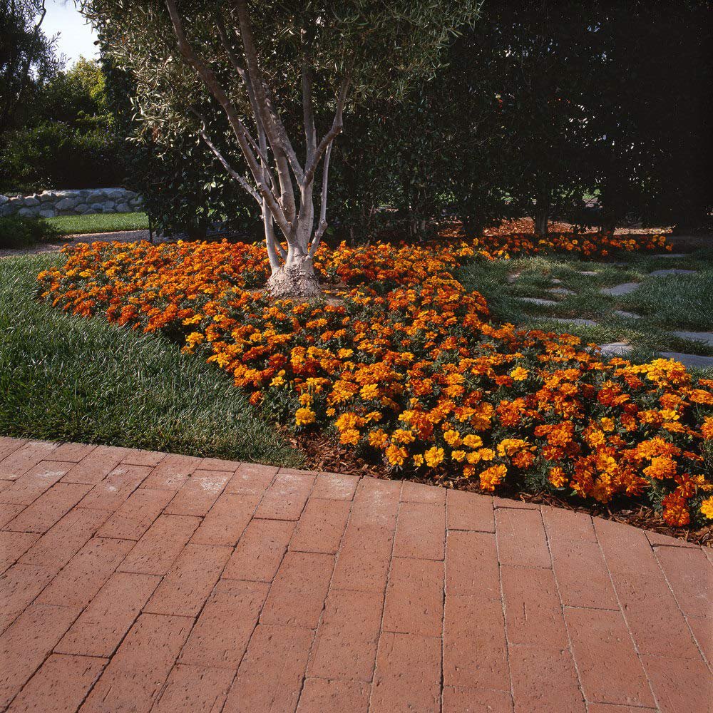 French Marigold Tagetes Patula Durango Bolero Flower Seeds