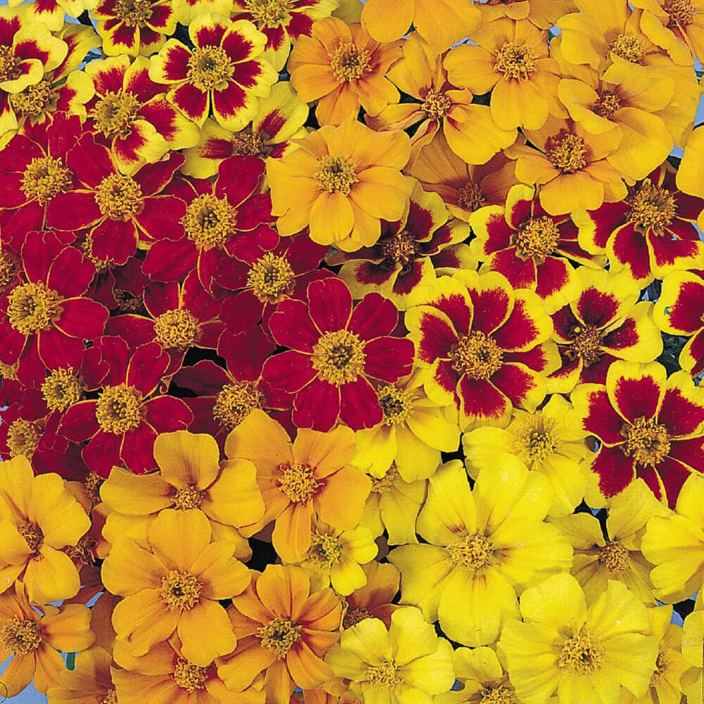 Tagetes Patula French Marigold Disco Flower Seed Mix