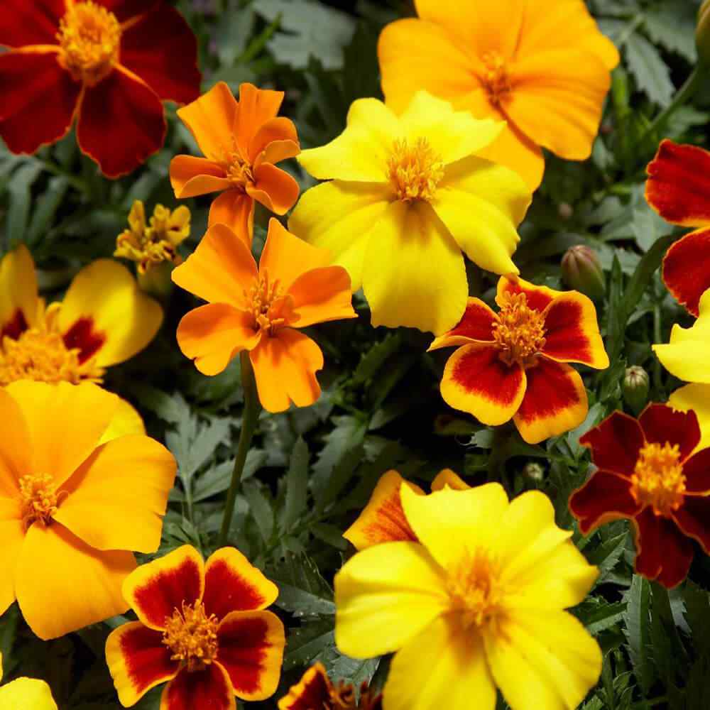 Tagetes Patula French Marigold Disco Flower Seed Mix