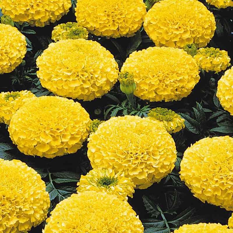 Marigold Seed - Tagetes Erecta African Marigold Yellow Flower Seeds