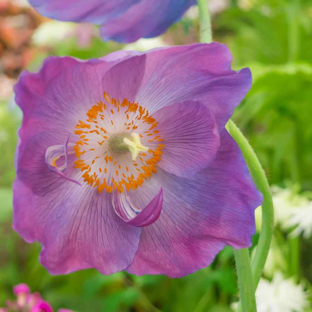 Purple Poppy Flower