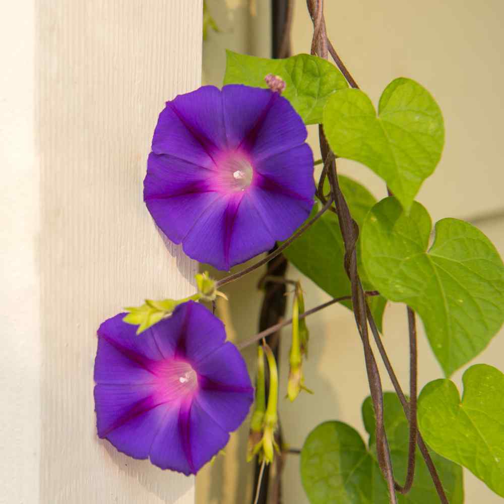 Morning Glory Seeds - Grandpa Ott Flower Seed
