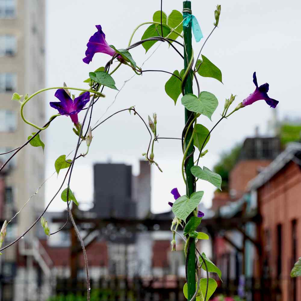 Grandpa Ott Morning Glory