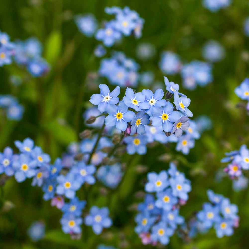 Blue Forget Me Not Flower