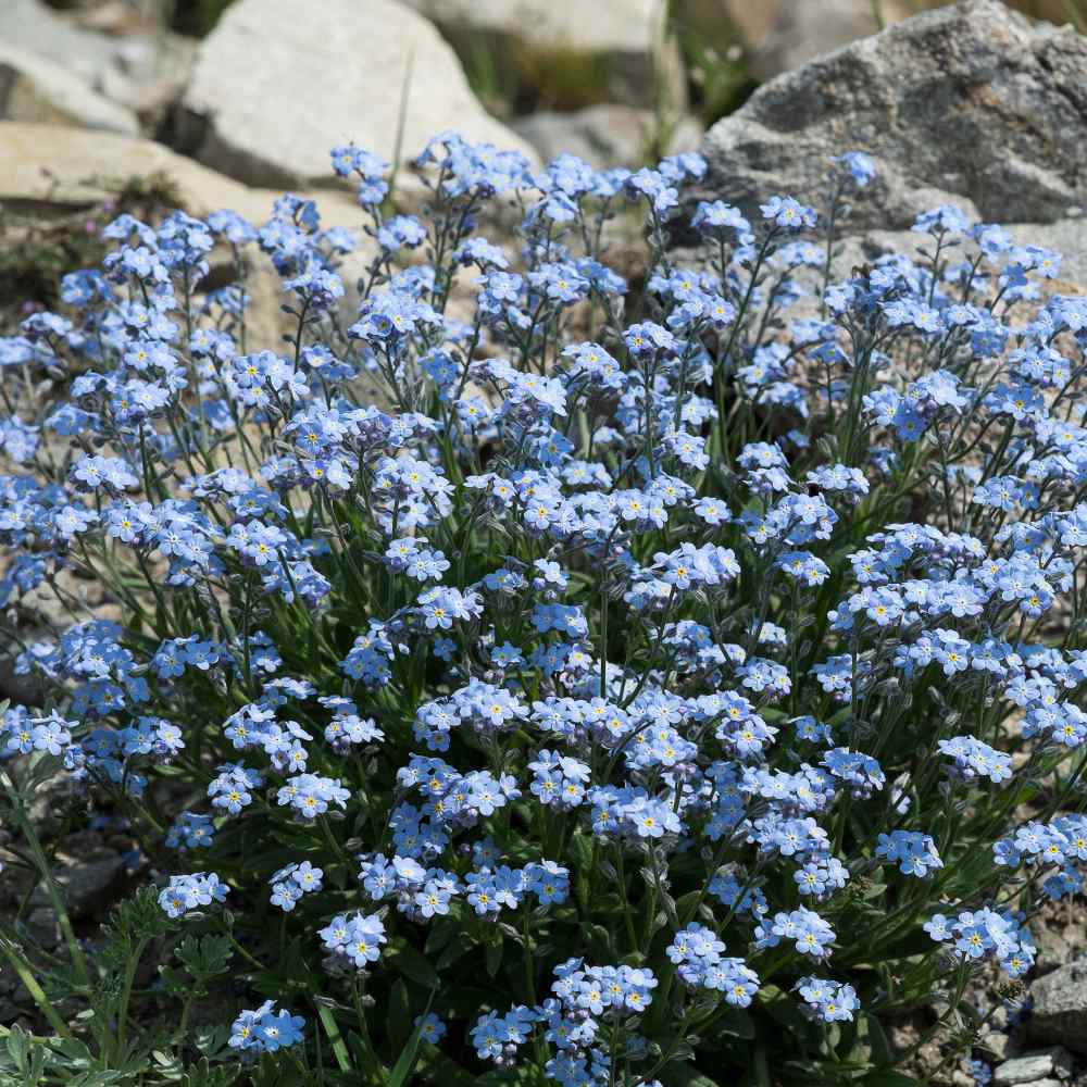 Myosotis Alpestris Blue Forget Me Not Seed