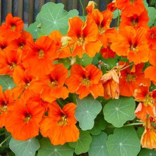 Nasturtium Seeds - Double Gleam Orange Flower Seed