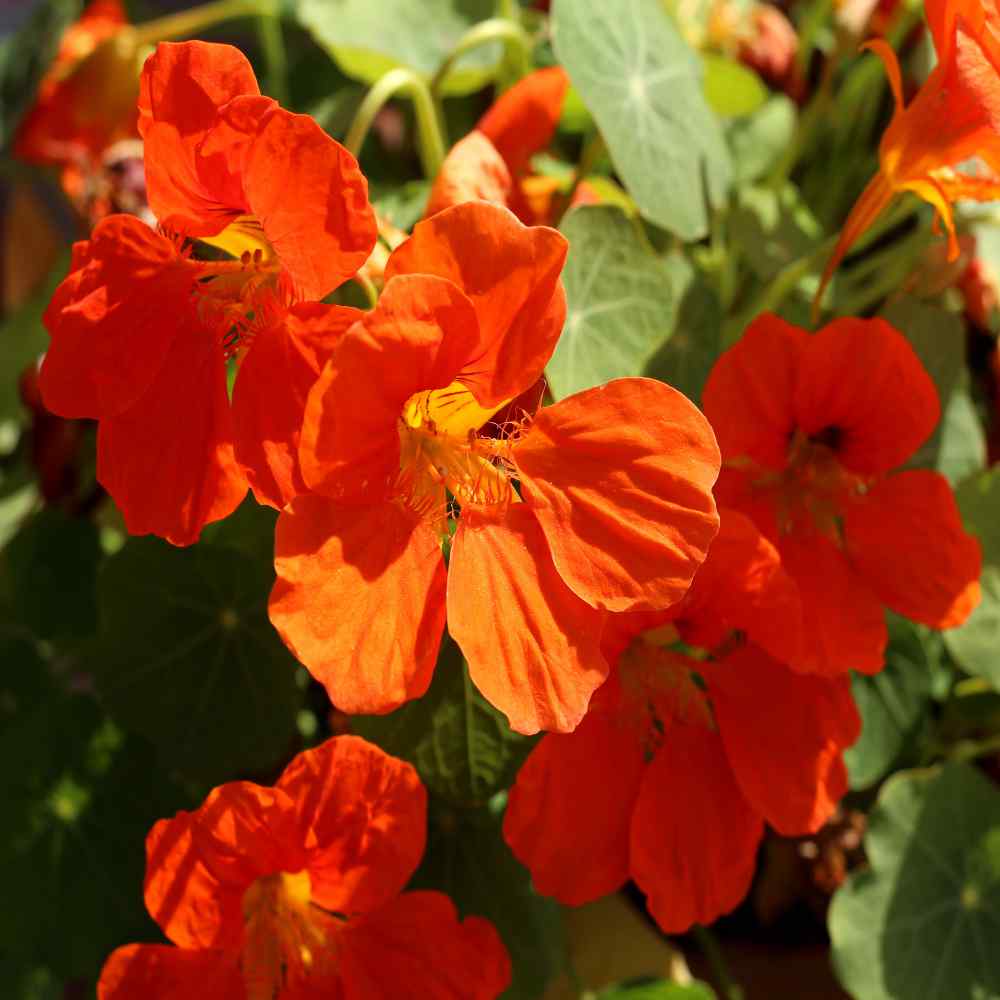 Nasturtium Seeds - Double Gleam Orange Flower Seed