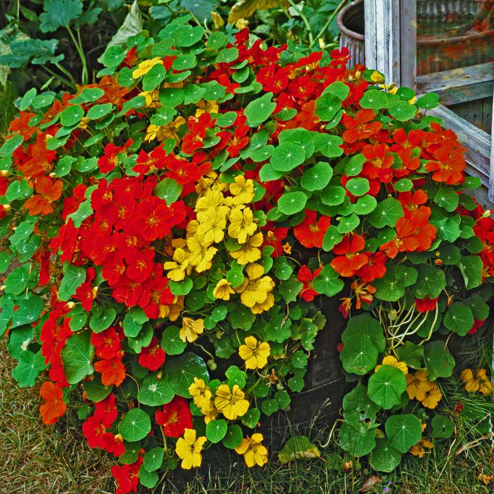 Nasturtium Seeds - Scarlet Gleam Flower Seed