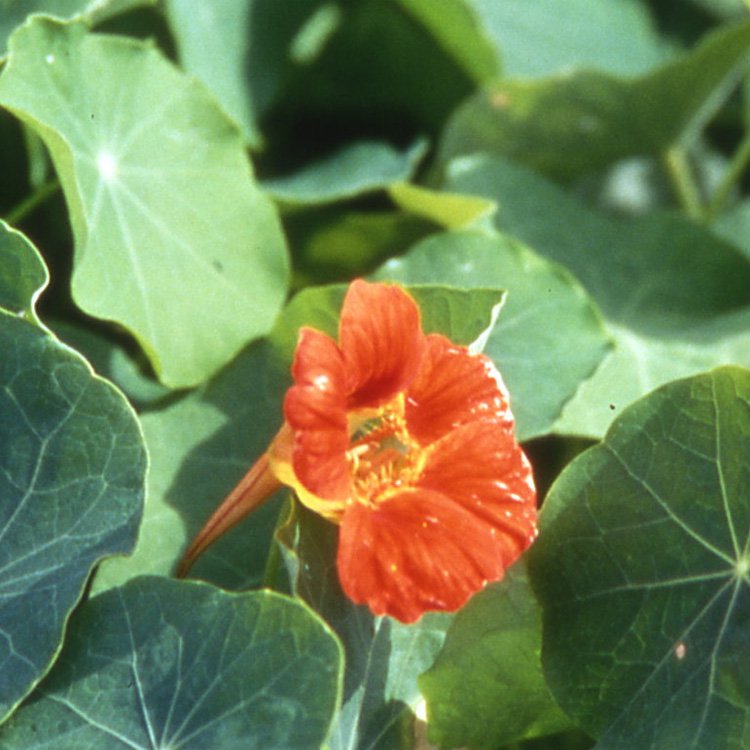 Nasturtium Seed - Vesuvius Flowering Climbing Vine Seeds