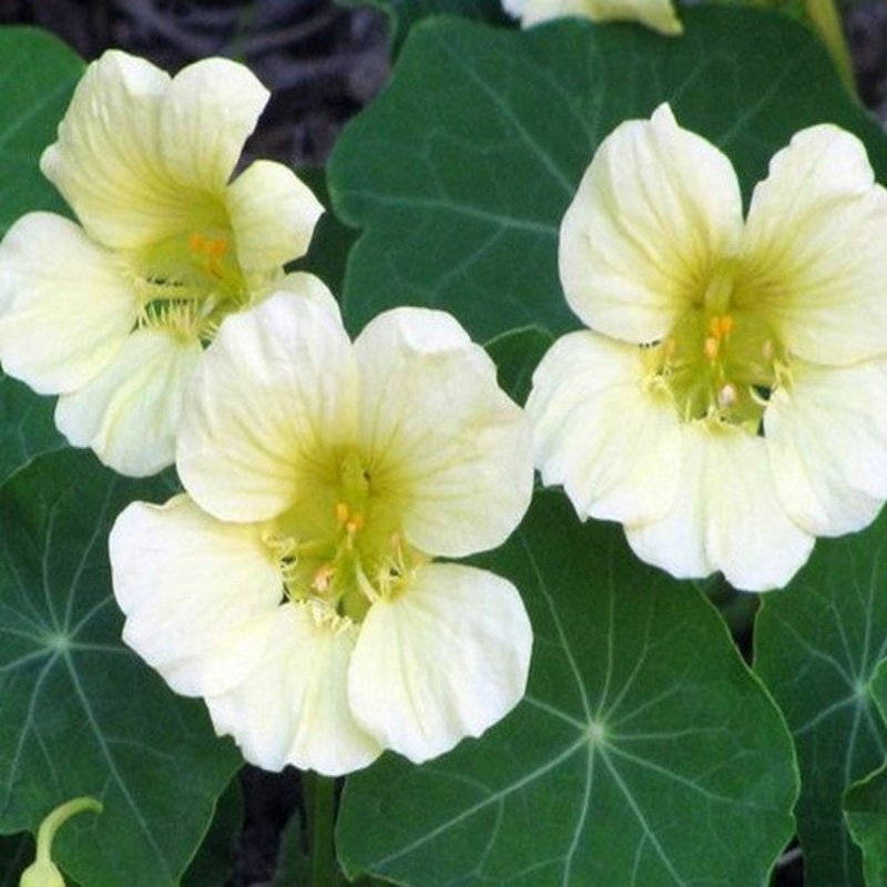 Climbing Nasturtium Flower Seeds Form Vining Plants