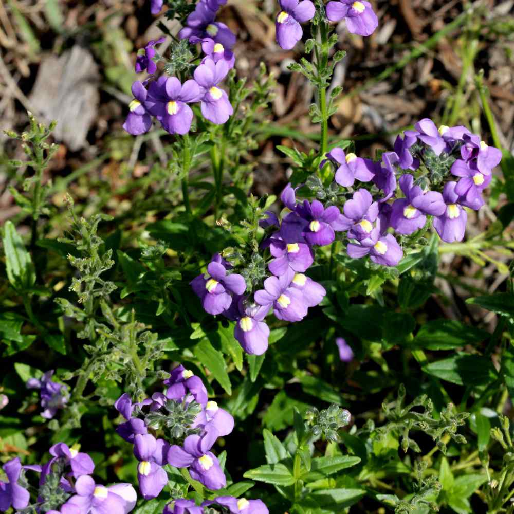 Nemesia Seeds - Nemesia Strumosa Blue Gem Flower Seed
