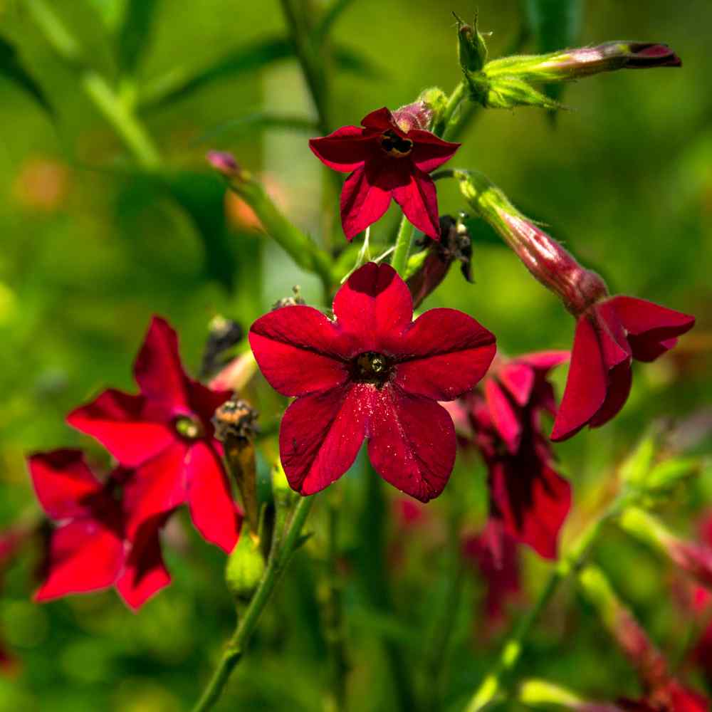 Nicotiana Seeds - Crimson Bedder - Flowering Tobacco Flower Seed