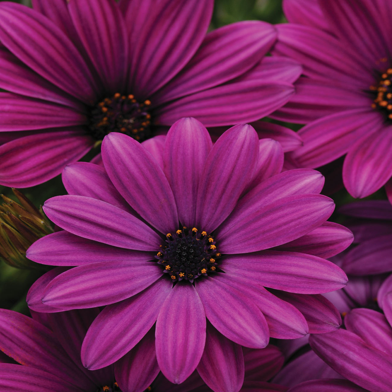 Drought Tolerant Osteospermum Ecklonis Akila Purple Flower Seeds ...