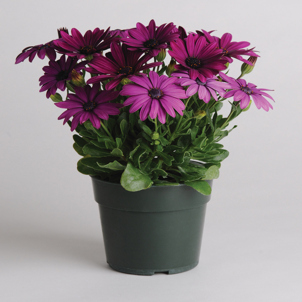 Drought Tolerant Osteospermum Ecklonis Akila Purple Flower Seeds ...