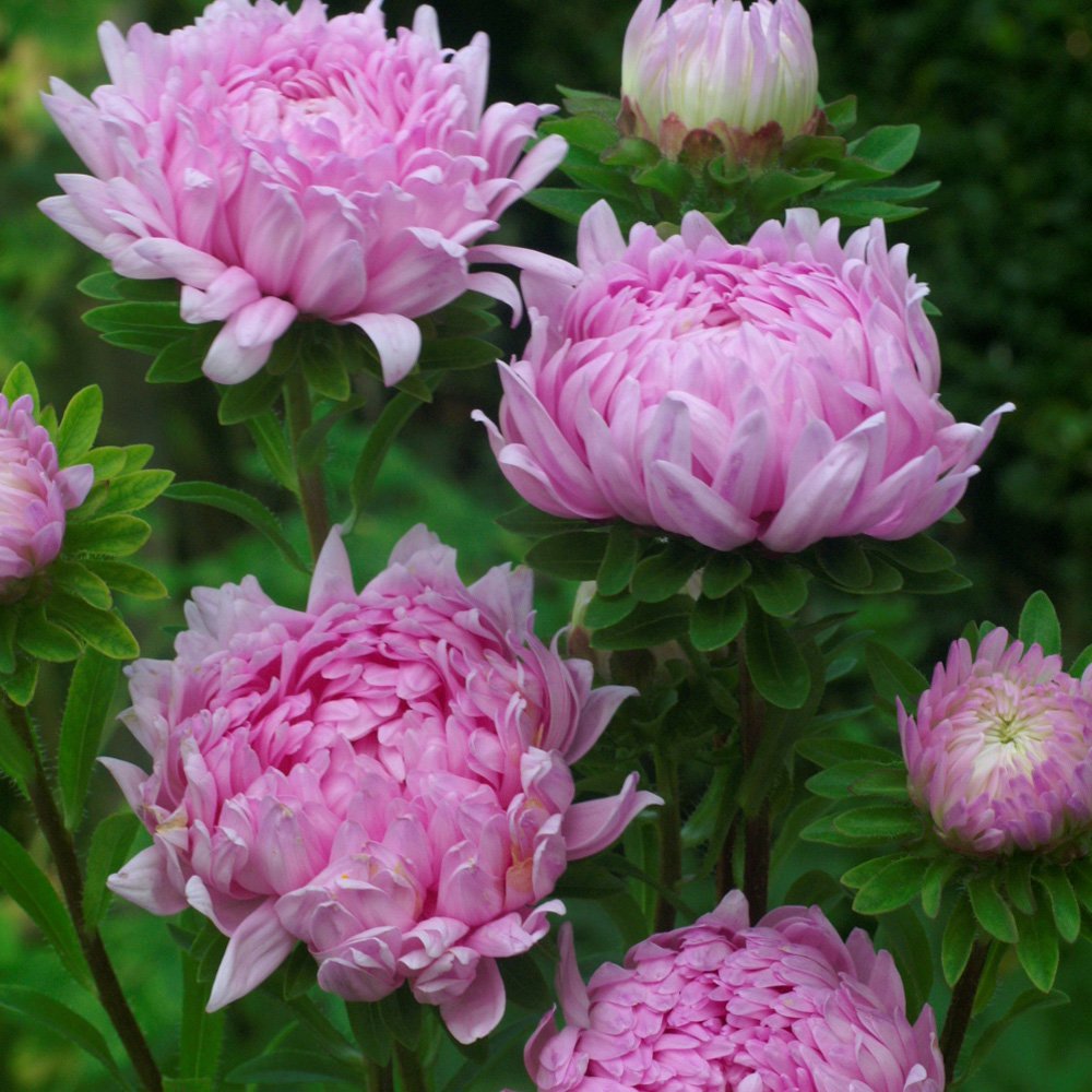 Aster Seed - Aster Callistephus Tall Paeony Duchess Flower Seeds