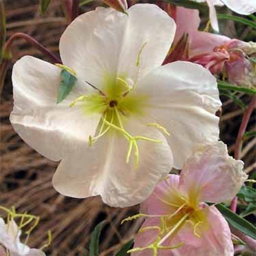 Primrose Seed - Pale Evening Primrose Flower Seeds