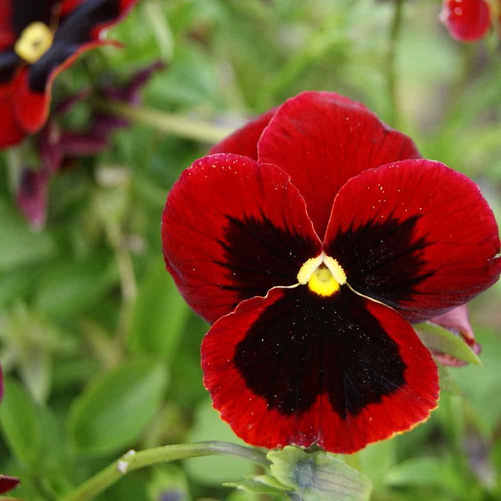 Pansy Seeds - Swiss Giant Pansy Flower Seed