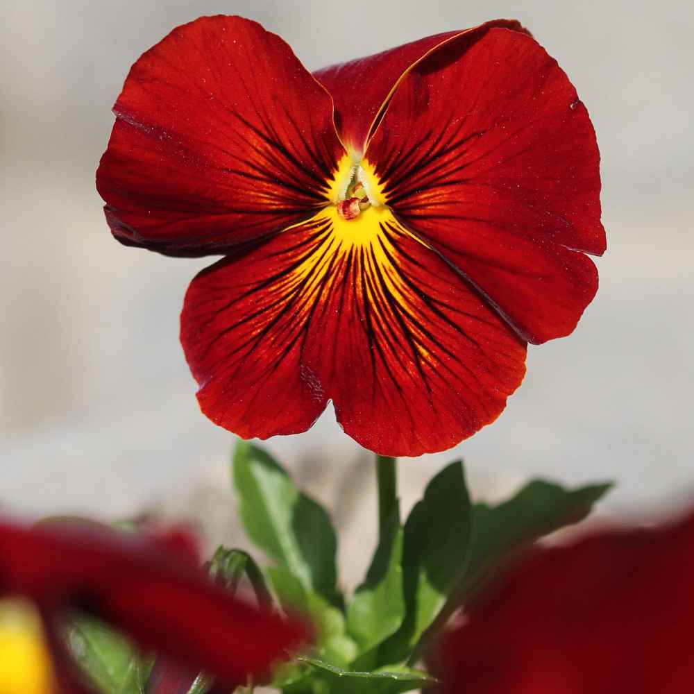 Red Pansy Flower