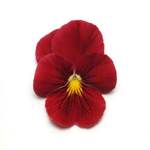 Pansy Seed - Scarlet Pansy Flower Seeds