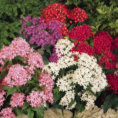 Pentas Seeds - Pentas Lanceeolata Star Flower Seed