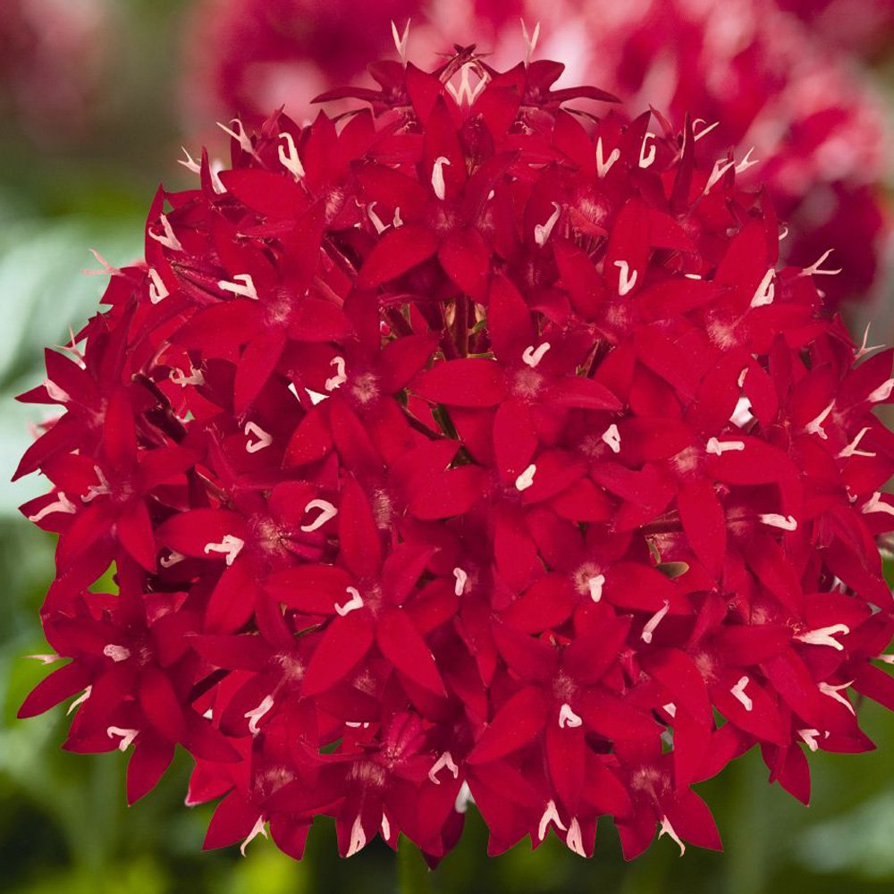 Pentas Seed - Pentas Graffiti Bright Red Flower Seeds