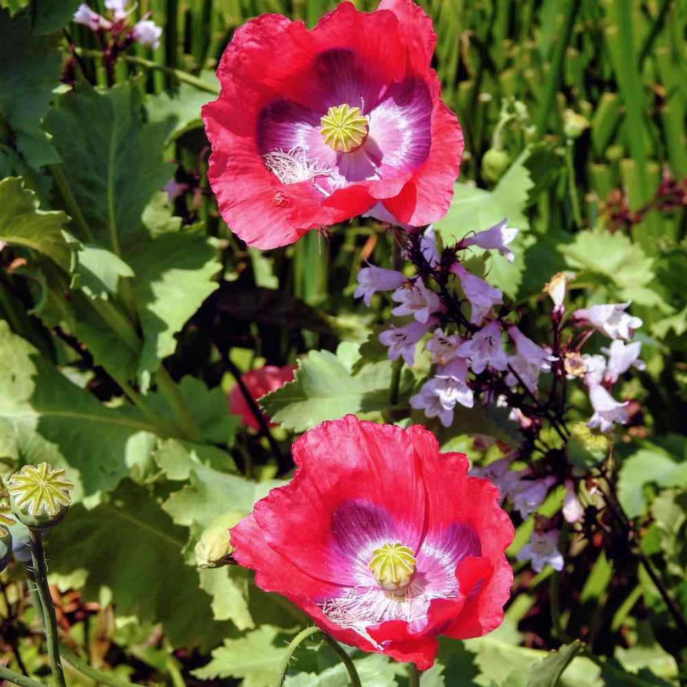 Poppy Plant Seeds