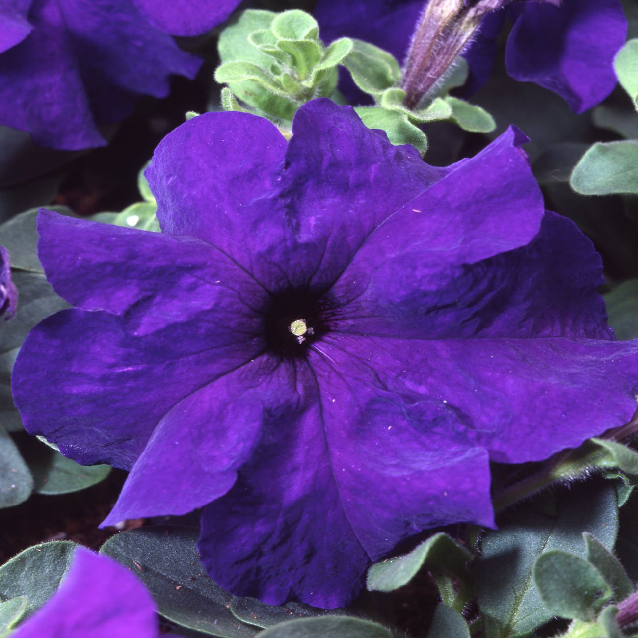 Dark Purple Petunia