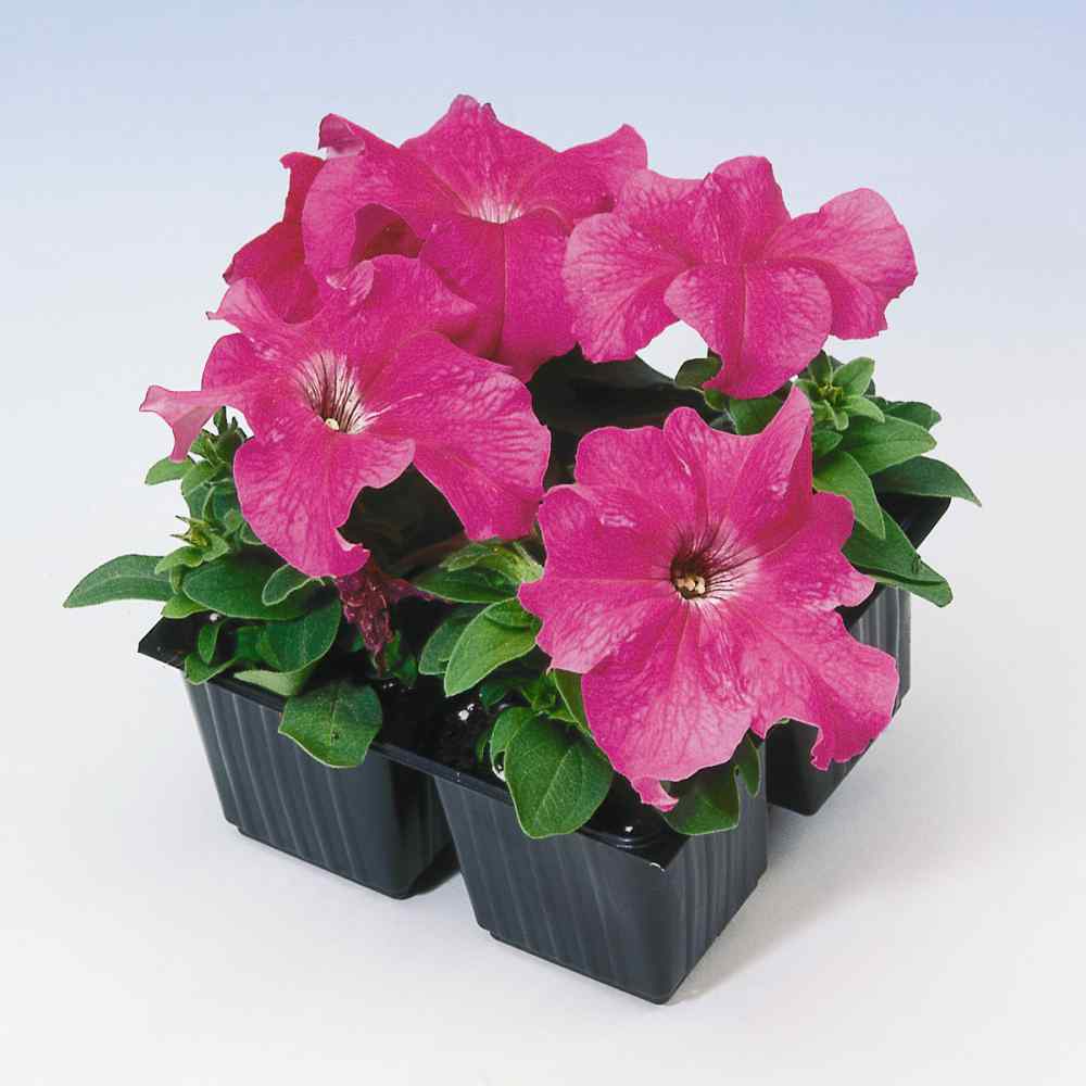 Petunia Graniflora Seeds - Pink Petunia Flower Seed