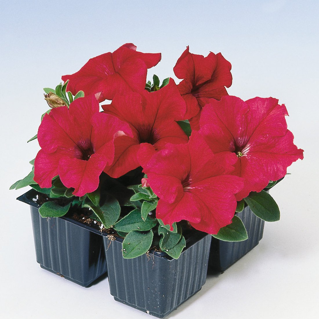 Petunia Grandiflora Seed - Red Petunia Flower Seeds