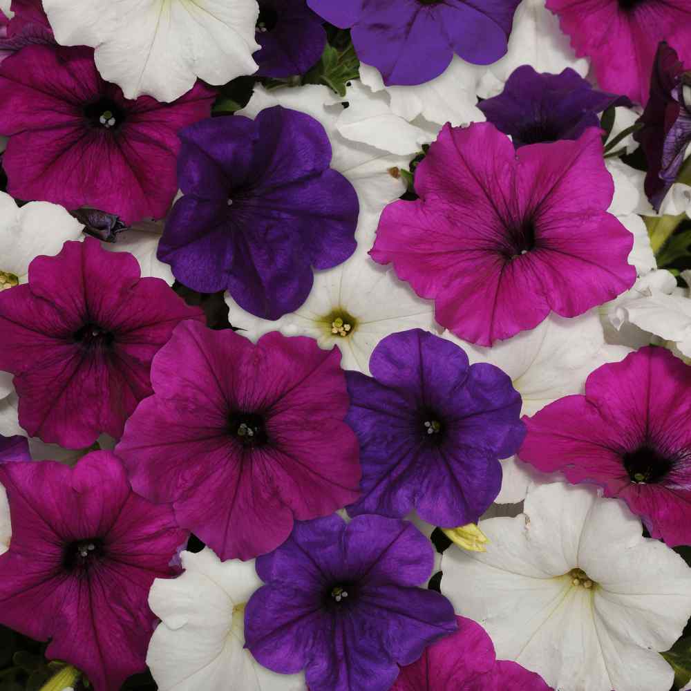 Easy Wave Spreading Petunia Great Lakes Flower Seed Mix