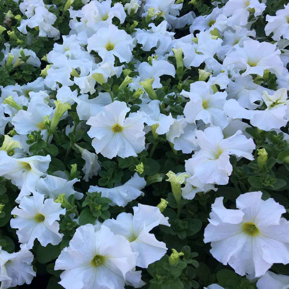 Petunia Multiflora Seeds - White Petunia Flower Seed