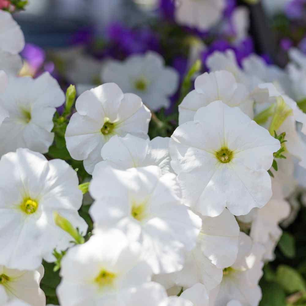 Petunia Multiflora Seeds - White Petunia Flower Seed