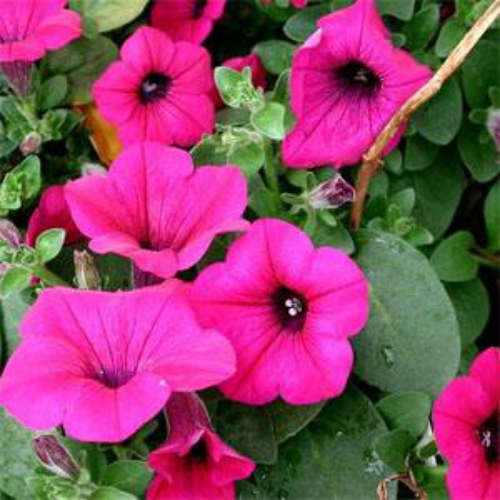 Petunia Multiflora Seed - Violet Petunia Flower Seeds