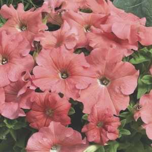 Petunia Grandiflora Seeds - Salmon Petunia Flower Seed