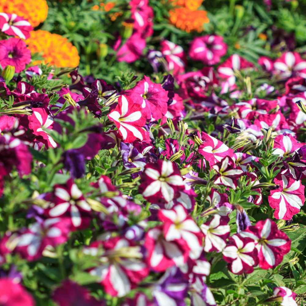 Petunia Multiflora Seed - Star Petunia Flower Seeds